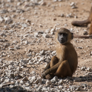 The blob can learn - and teach ! | CNRS